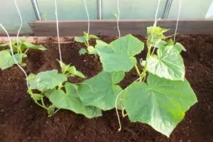 The structure of the root system of cucumbers, dipping and loosening