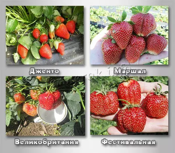 Meilleurs fraises pour 2021