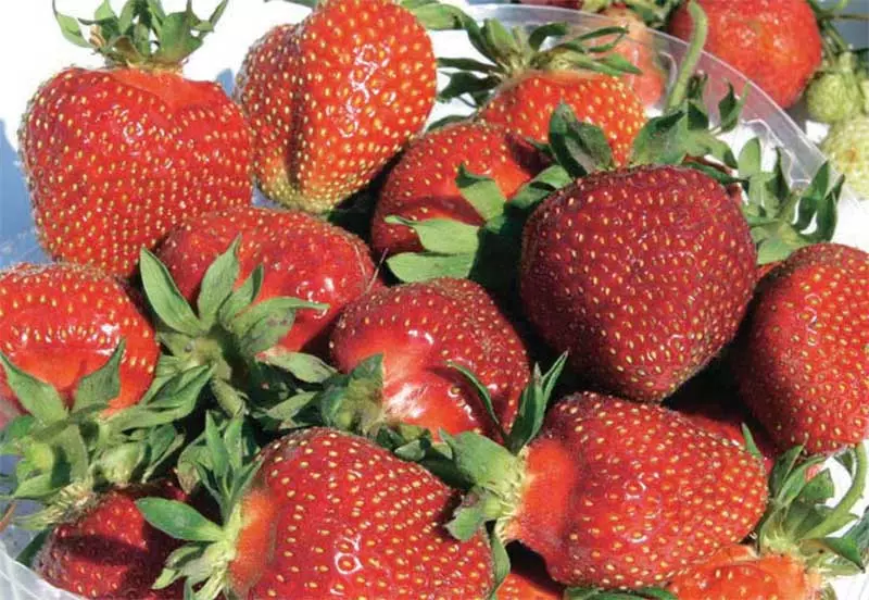 Belder strawberries maka 2021