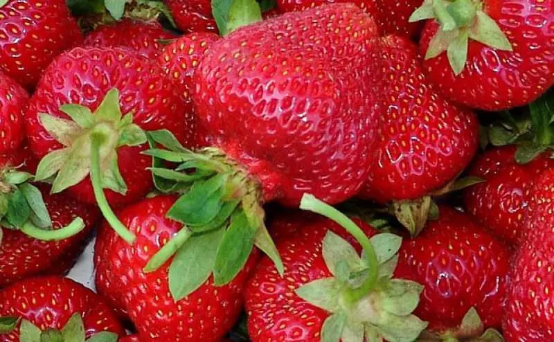 2021 के लिए सर्वश्रेष्ठ स्ट्रॉबेरी