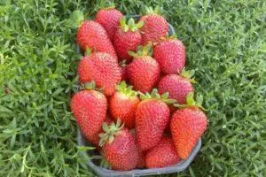 स्ट्रॉबेरी विविध प्रकारचे हिरे, लँडिंग आणि केअरचे वैशिष्ट्य