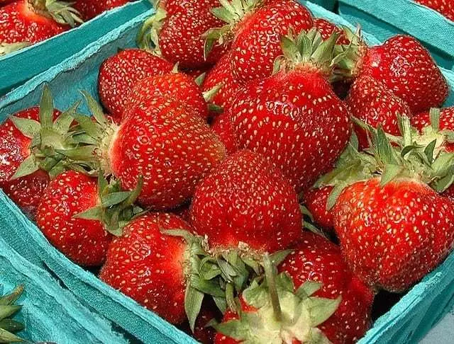 Parimad maasikad 2021 jaoks