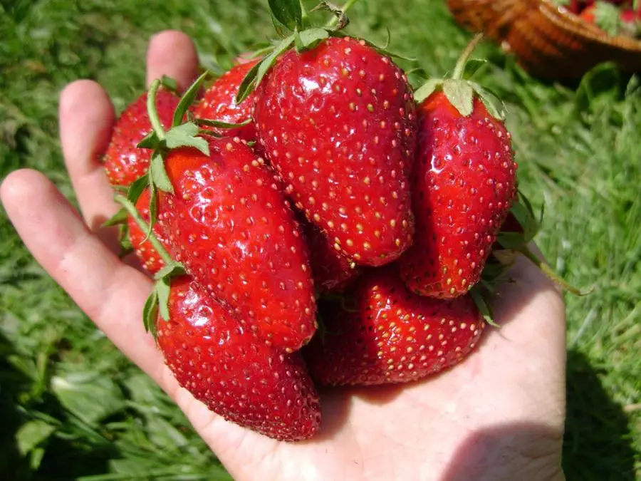 Bêste aardbeien foar 2021
