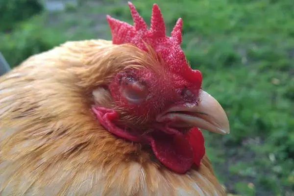 Micoplasmose em casa galinhas
