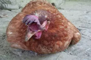 Hur man behandlar vatten i kycklingar, orsaker och symtom på fågel sjukdom