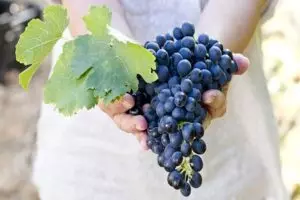 Ko var un ko nevar stādīt pie vīnogām, augu saderība
