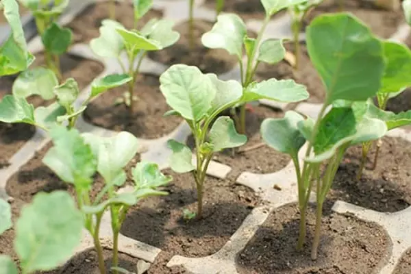 Plantació de plàntules