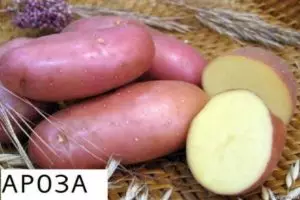 Beschreiwung vum Grad vun der Kartoffel Arooz, d'Feature vun der Kultivatioun a Rendement