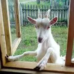 Goat į butą: ar galima išlaikyti tinkamas veisles, privalumus ir trūkumus 4032_3