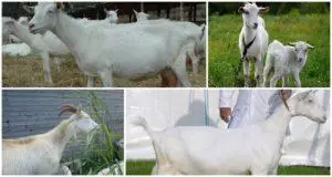 Description et caractéristiques des chèvres de la race Gorky, des avantages et des inconvénients et des soins