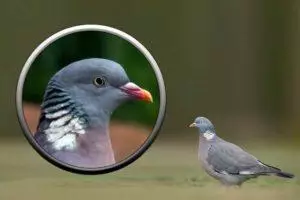 Beskrivelse og kost af Wild Dove of Vigiry, Habitat and Type Status