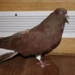 Pigeon Pigeon: Panyebab lan Gejala, Perawatan lan Pencegahan 403_10