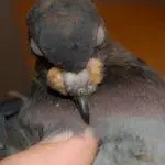 Pigeon Dauwen: Ursaachen a Symptomer, Behandlung a Präventioun 403_3