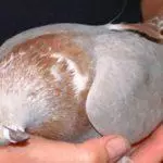 Güvercin Güvercinler: Nedenleri ve Belirtileri, Tedavi ve Önleme 403_4