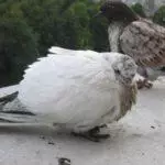 Pigeon pigeons: Sanadin da alamu, magani da rigakafin 403_5