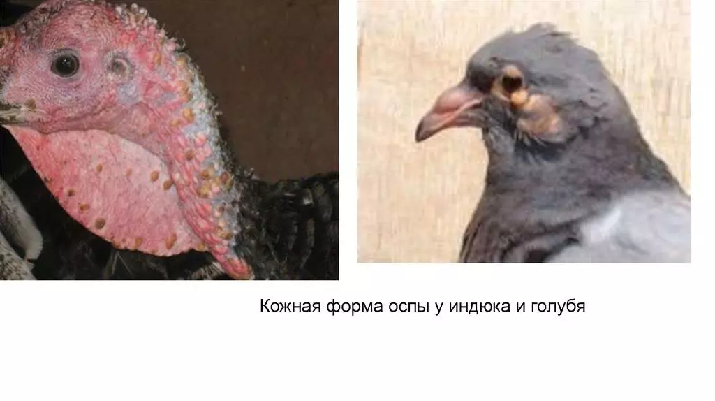 Power Pigeon