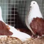 Pigeon Duigeons: oarsaken en symptomen, behanneling en previnsje 403_8