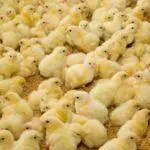 Omsorg for daglige kyllinger: innholdsregler og hvordan å dyrke dem fra de første dagene 4042_2