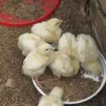 Pas på daglige kyllinger: Indholdsregler og hvordan man dyrker dem fra de første dage 4042_6