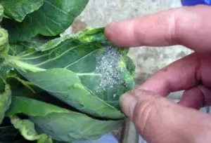 Hoe om te gaan met bladluizen op kool-volksmethoden dan thuis te verwerken