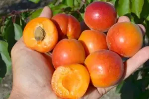 Ang labing kaayo nga mga matang sa aprikot alang sa Moscow Region ug sa ilang paghulagway, unsang mga kahoy ang gibutang