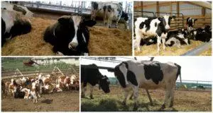 Η ουσία της μεθόδου των μη διατροφικών αγελάδων, αξιοπρέπειας και μειονεκτικών