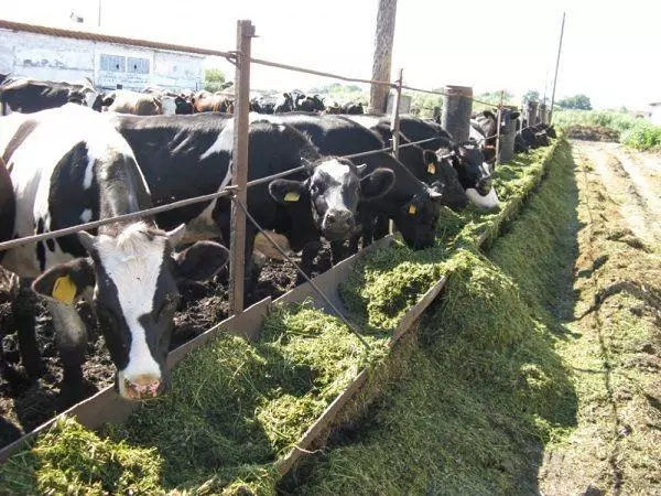 Захранващо устройство за крави