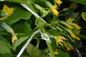 Description of the grade of cucumbers to all on the envy, the features of cultivation and care