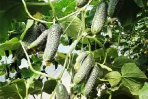 Description of the grade of the Aztec cucumbers, its characteristics and cultivation