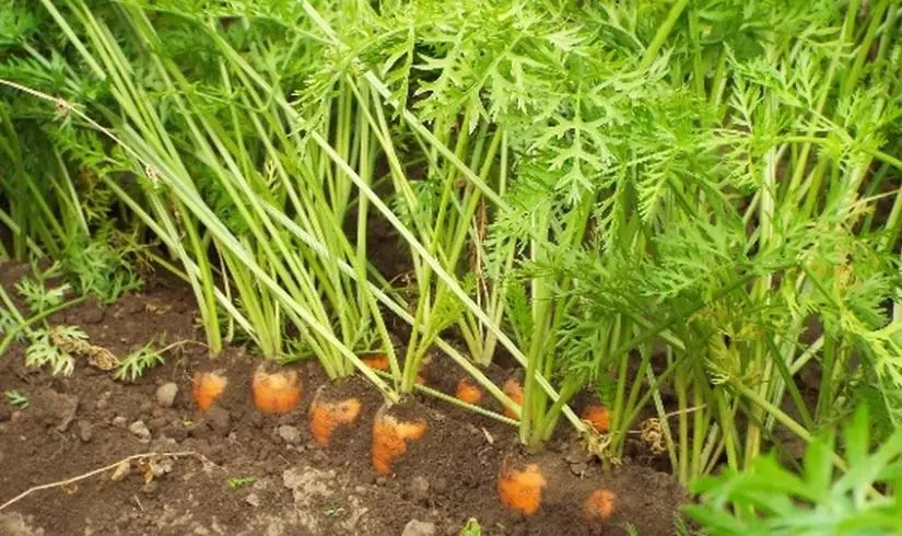 Luettelo parhaista porkkana lajikkeista klo 2021