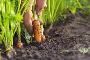 Как да се справят с листването на моркови чрез народни средства, отколкото да се обработват
