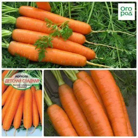 Luettelo parhaista porkkanalajikkeista 2021 ja miten valita, pluses ja haitat