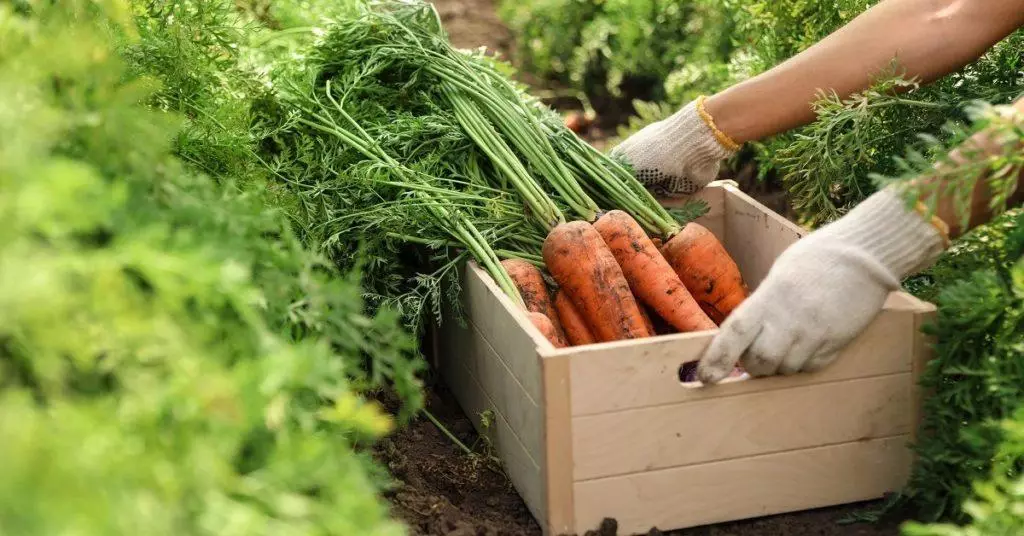 Списък на най-добрите сортове моркови на 2021 година