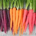 بهترین انواع هویج برای سال 2021: فهرست و نحوه انتخاب، pluses و coms 4074_16