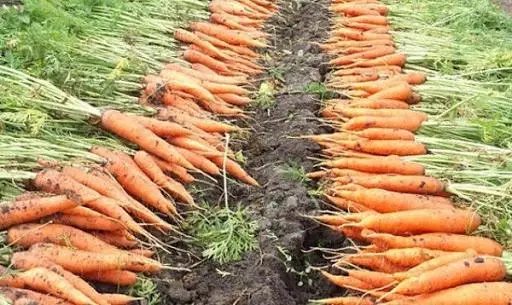 Пералік лепшых гатункаў морквы на 2021