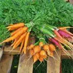 Paras porkkanalajikkeet 2021: lista ja miten valita, plusit ja haitat 4074_6