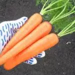 Bedste gulerod sorter til 2021: liste og hvordan man vælger, plus og ulemper 4074_7