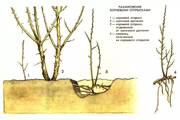 Köpeltmek shemalary