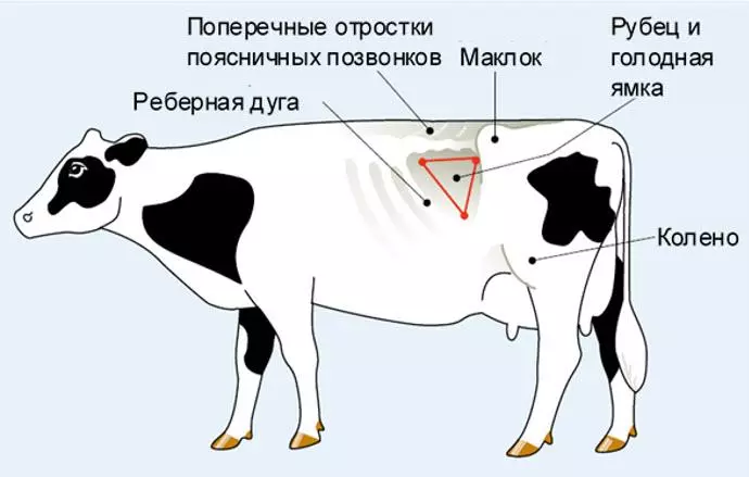 Hladová kapsa na krávě