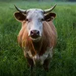Fossa lapar seekor lembu: di mana maklock dan skala penilaian, urut 4080_4