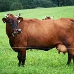 牛の空腹のフォッサ：マクロックと評価のスケール、マッサージのスケールはどこですか 4080_5