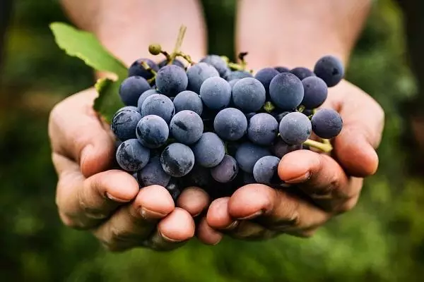 Nas mãos das uvas