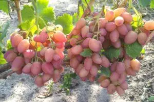 Përshkrimi dhe teknologjia e rrushit në rritje të Angelica
