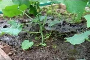 Comment se reproduire et nourrir les cucumbers Ash