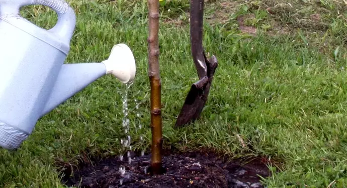 Watering apple trees