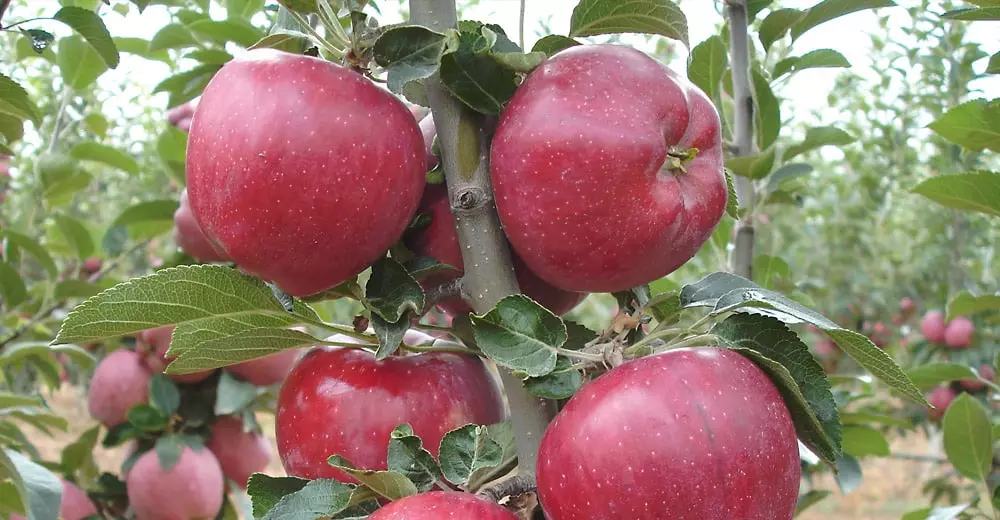 Apples Red Chif