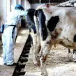 Vaginitis v kravah: vzroki in simptomi, zdravljenje goveda in preprečevanje 4100_1