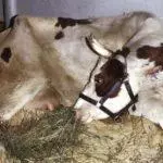 奶牛中的阴道炎：原因和症状，治疗牛和预防 4100_2