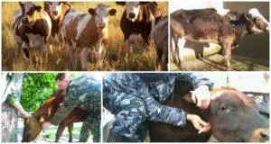 El patogen i els símptomes de la leucèmia al bestiar, ja que el perill de l'home es transmet i el perill