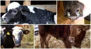 犊牛疾病的描述和症状，他们在家里的治疗